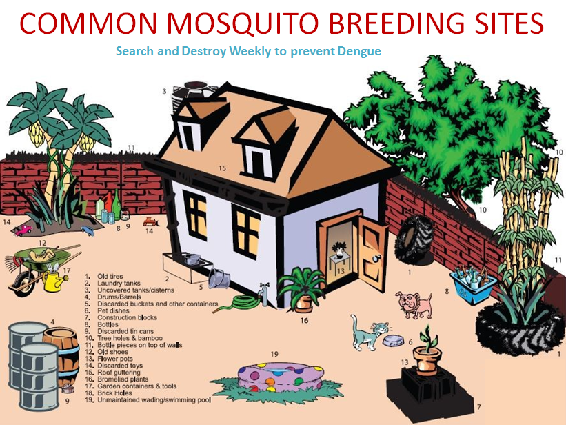 Search and Destroy Mosquito-breeding Sites – Ministry of Health ...